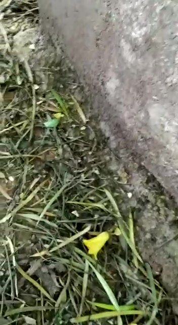 Desi Couple Caught During Outdoor Sex